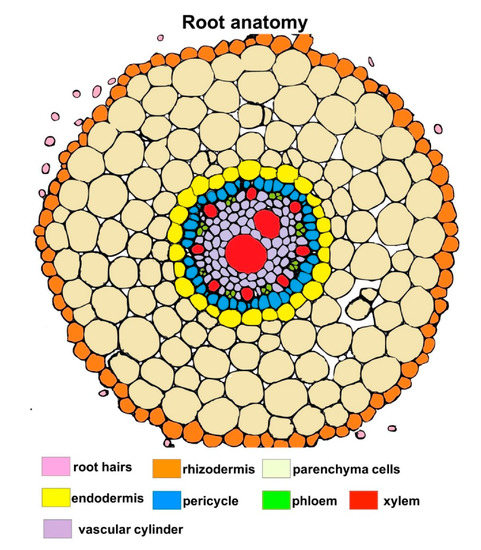 Plant Cell Wall Changes in Common Wheat Roots as a Result of Their ...