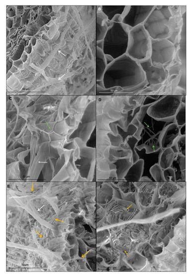 Plant Cell Wall Changes in Common Wheat Roots as a Result of Their ...
