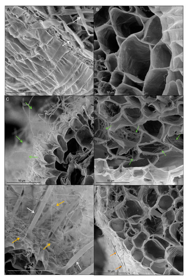 Plant Cell Wall Changes in Common Wheat Roots as a Result of Their ...
