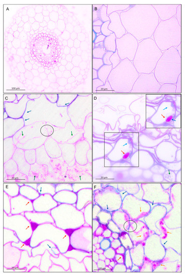 Plant Cell Wall Changes in Common Wheat Roots as a Result of Their ...