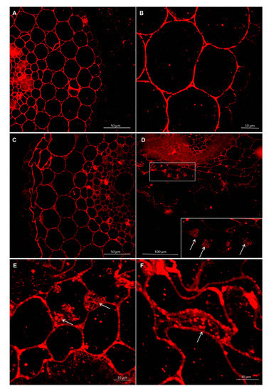 Plant Cell Wall Changes in Common Wheat Roots as a Result of Their ...