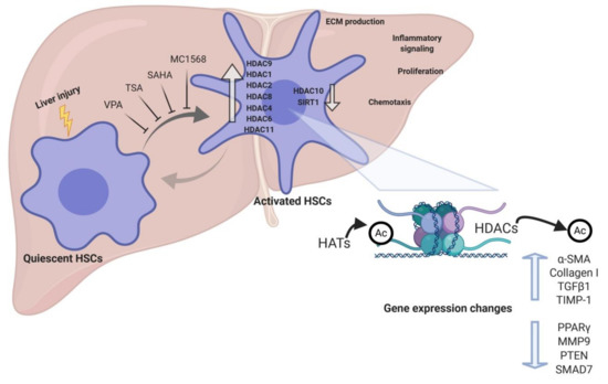 Epigenetics in Liver Fibrosis: Could HDACs be a Therapeutic Target?
