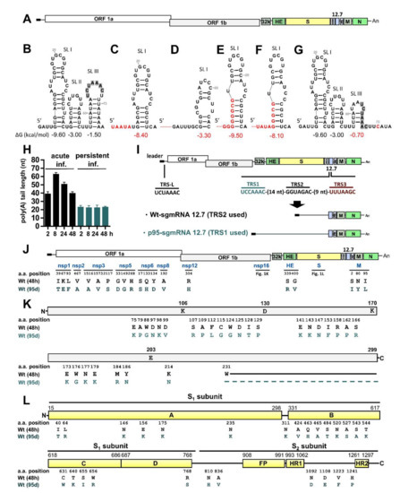 Effects of Coronavirus Persistence on the Genome Structure and ...
