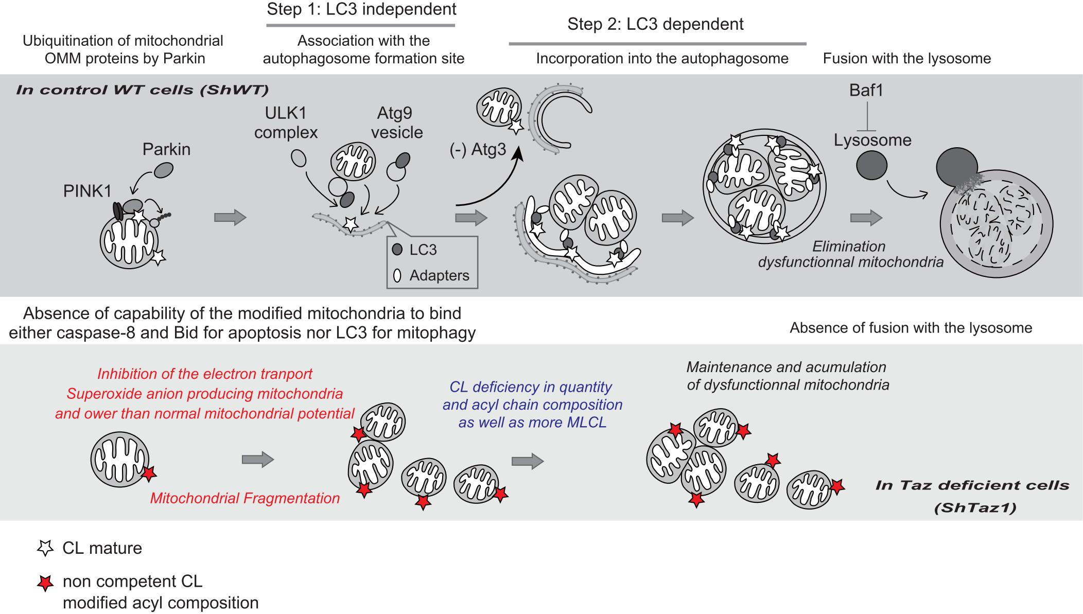 Cells | Free Full-Text | Tafazzin Mutation Affecting Cardiolipin Leads ...