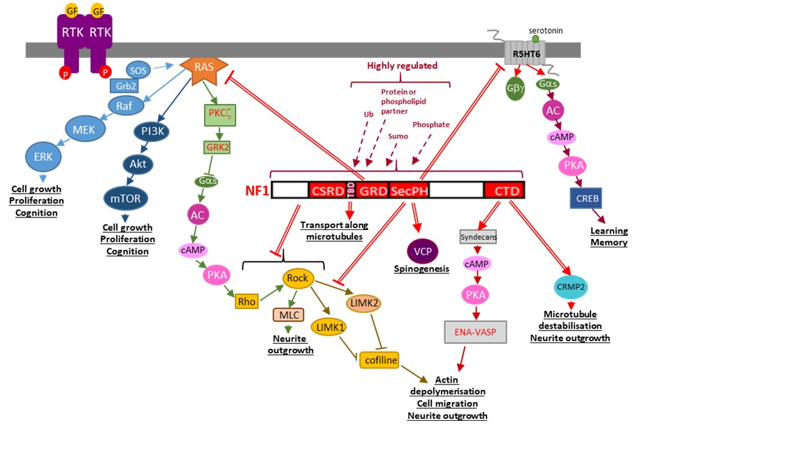 Cells Free Full Text Neurofibromin Structure Functions And