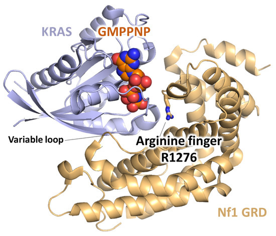 Neurofibromin Structure, Functions and Regulation
