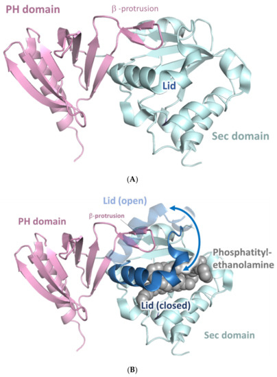 Neurofibromin Structure, Functions and Regulation