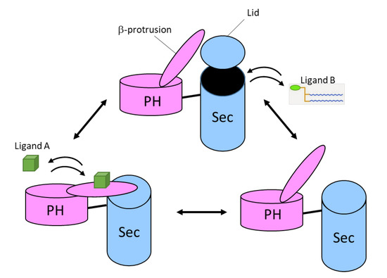 Cells Free Full Text Neurofibromin Structure Functions And Regulation