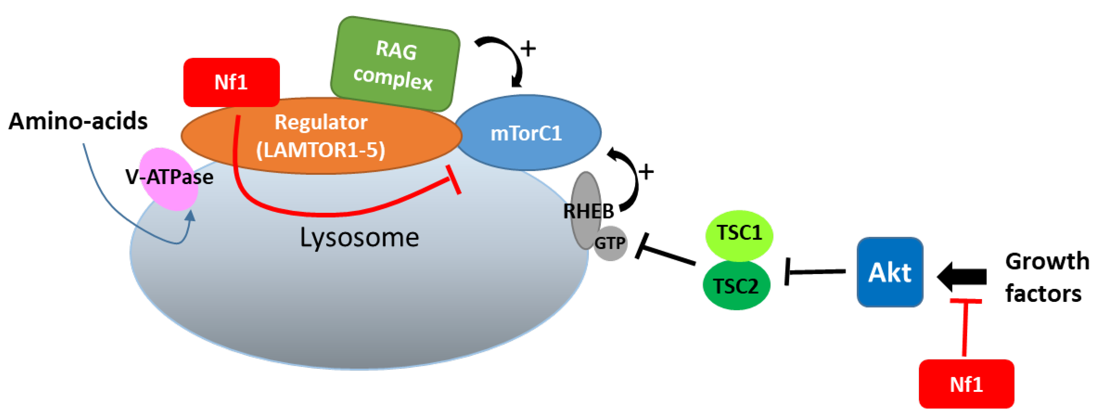 Cells Free Full Text Neurofibromin Structure Functions And Regulation