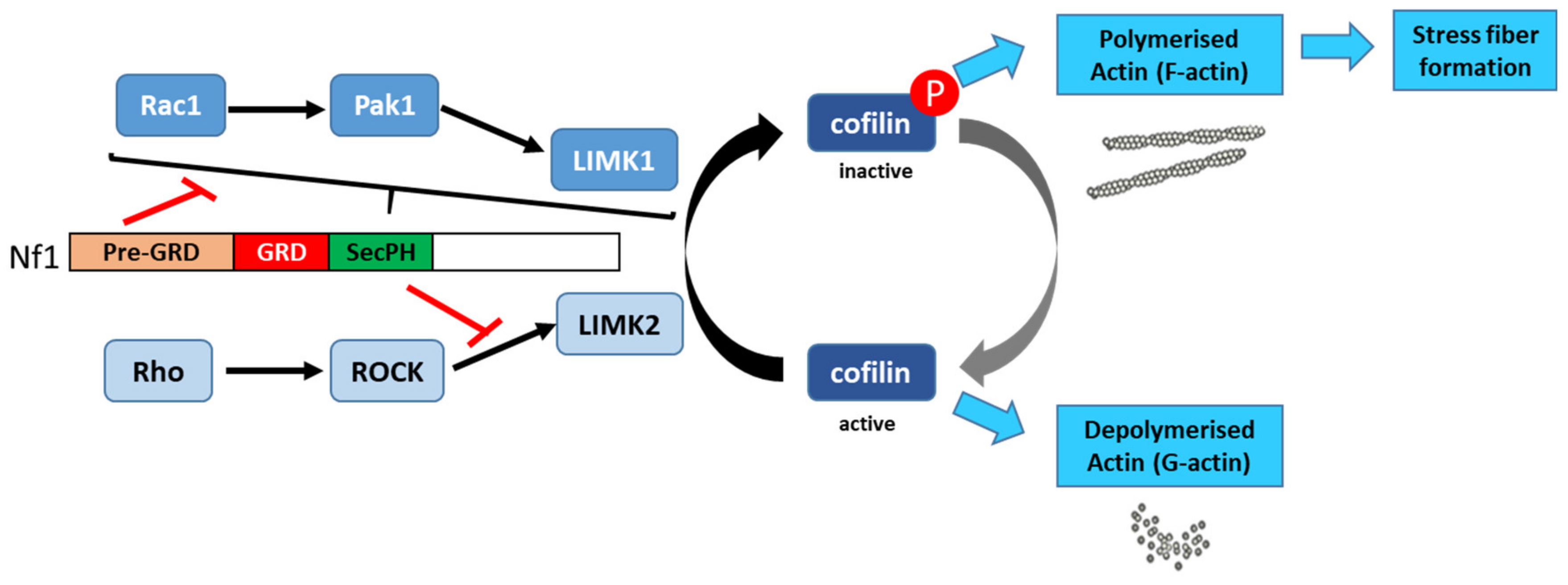 Cells Free Full Text Neurofibromin Structure Functions And Regulation