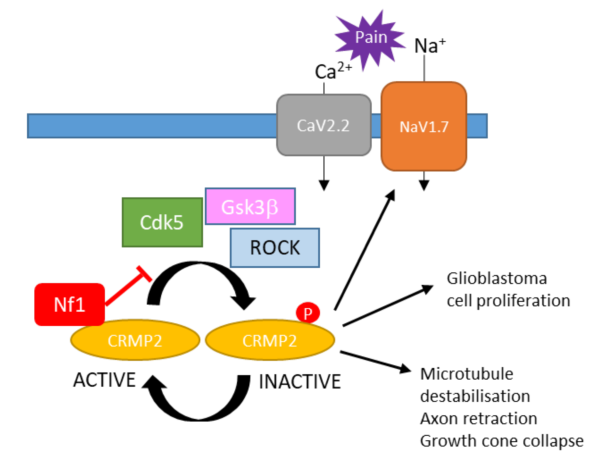Cells Free Full Text Neurofibromin Structure Functions And Regulation