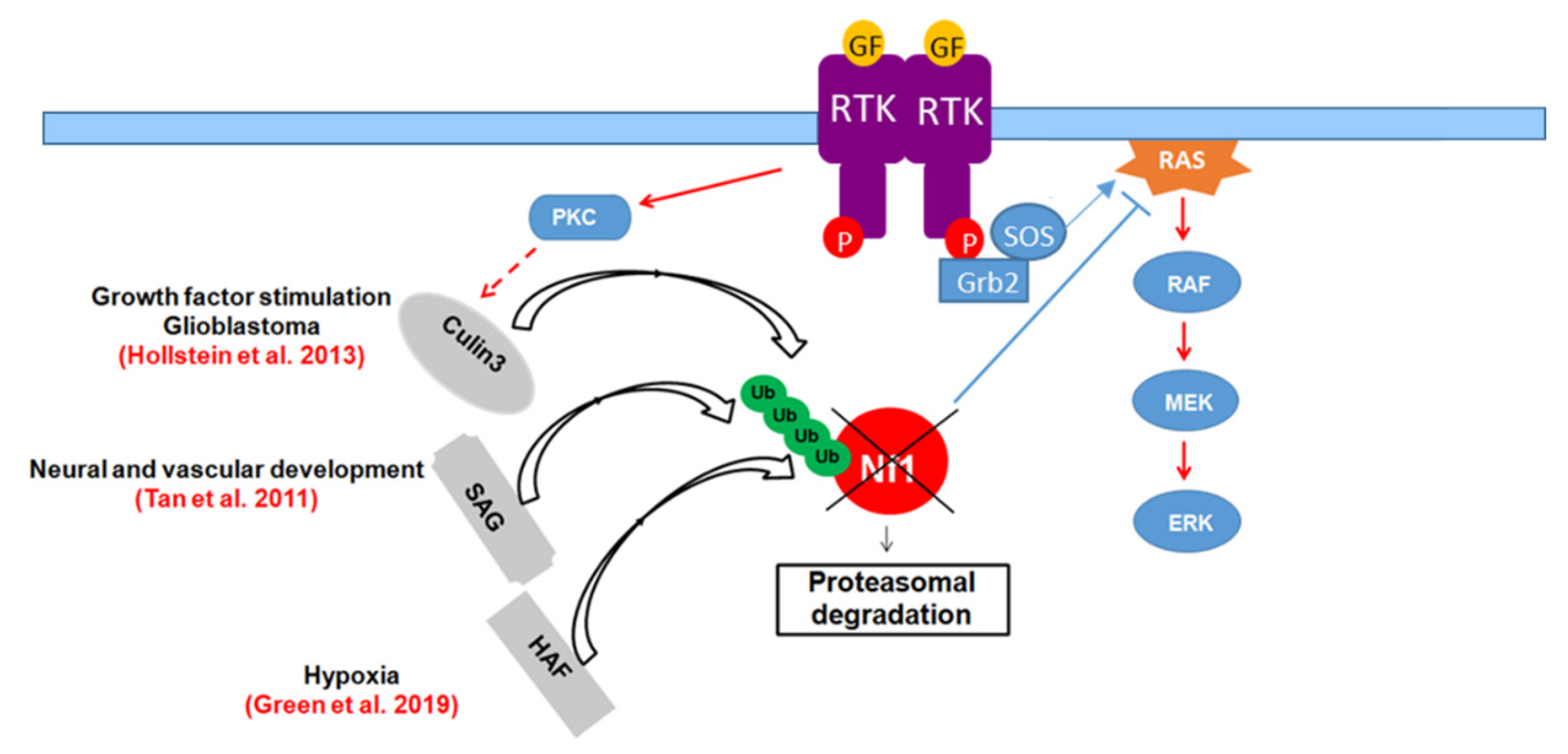 Cells Free Full Text Neurofibromin Structure Functions And Regulation