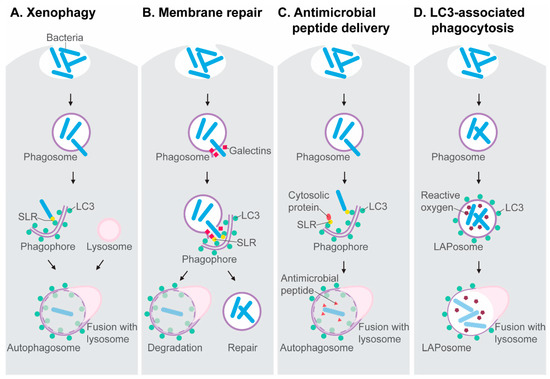 Autophagy and Lc3-Associated Phagocytosis in Zebrafish Models of ...