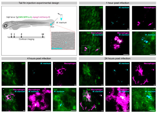 Autophagy and Lc3-Associated Phagocytosis in Zebrafish Models of ...