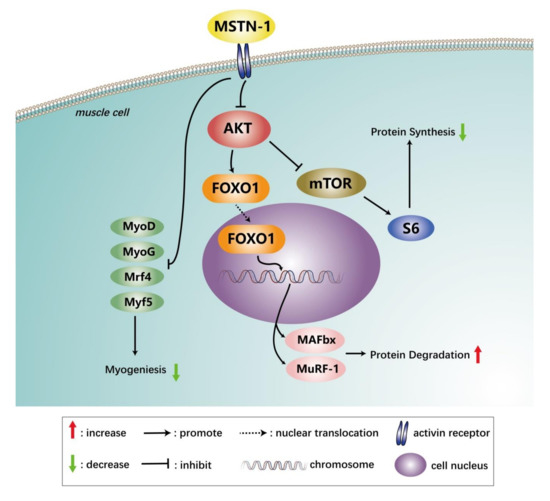 Myostatin-1 Inhibits Cell Proliferation by Inhibiting the mTOR Signal ...
