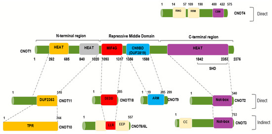 The Regulatory Properties of the Ccr4–Not Complex
