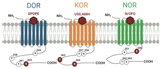 GRKs as Key Modulators of Opioid Receptor Function