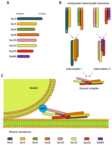 Cells | Free Full-Text | Glutamatergic Receptor Trafficking and ...