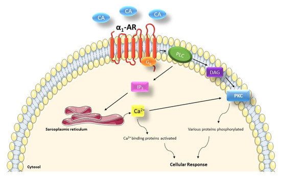 Cardiac and Vascular α1-Adrenoceptors in Congestive Heart Failure: A ...