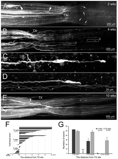 Cells | Free Full-Text | Source of Early Regenerating Axons in Lamprey ...