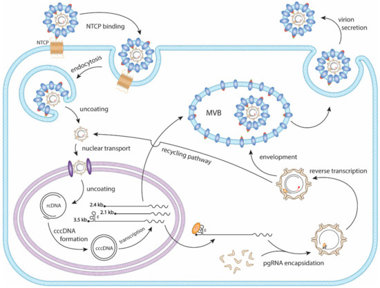 Cells | Free Full-Text | New Insights on Molecular Mechanism of ...