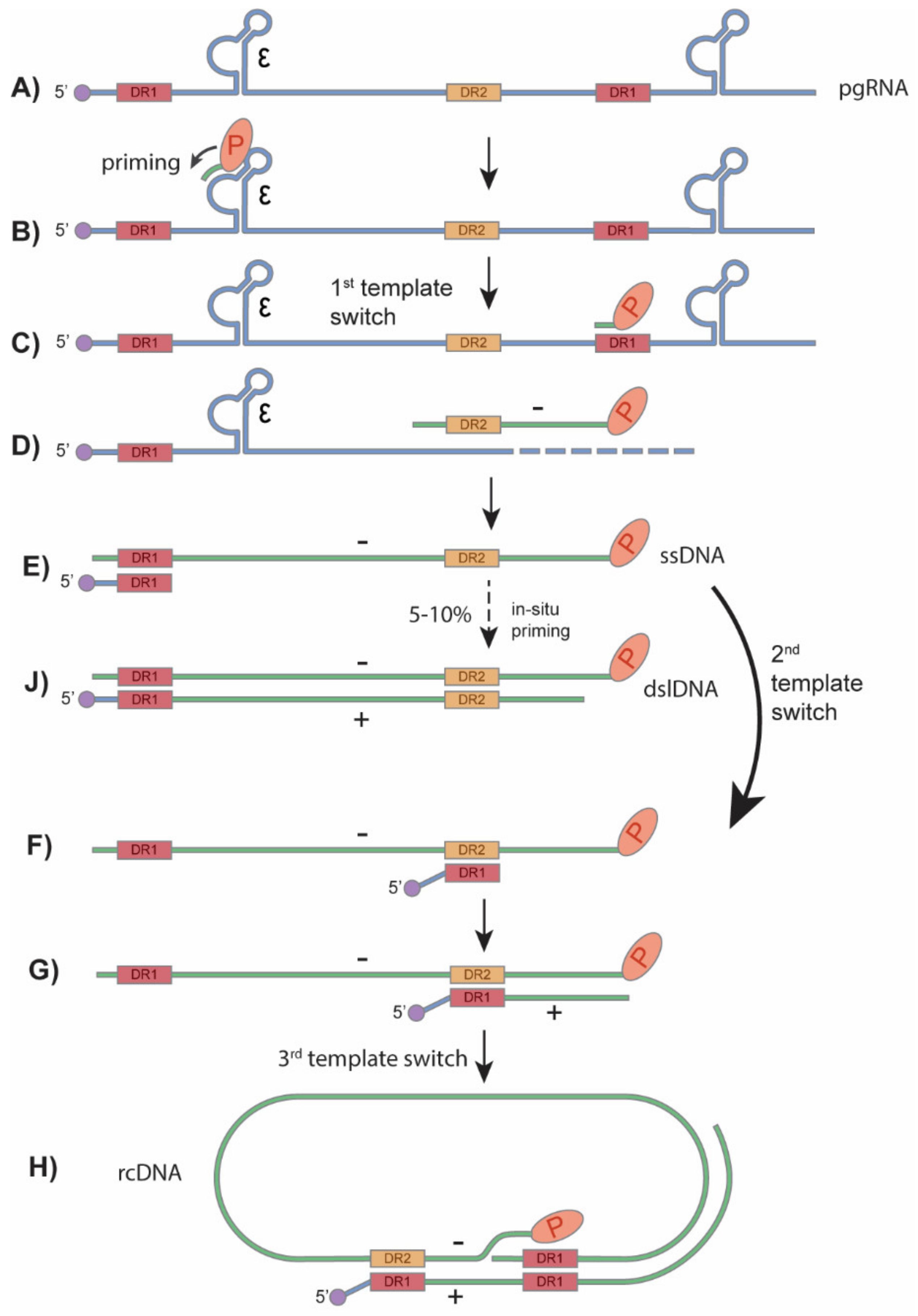 New Insights on Molecular Mechanism of Hepatitis B Virus Covalently ...
