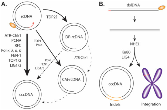 New Insights on Molecular Mechanism of Hepatitis B Virus Covalently Closed Circular DNA Formation