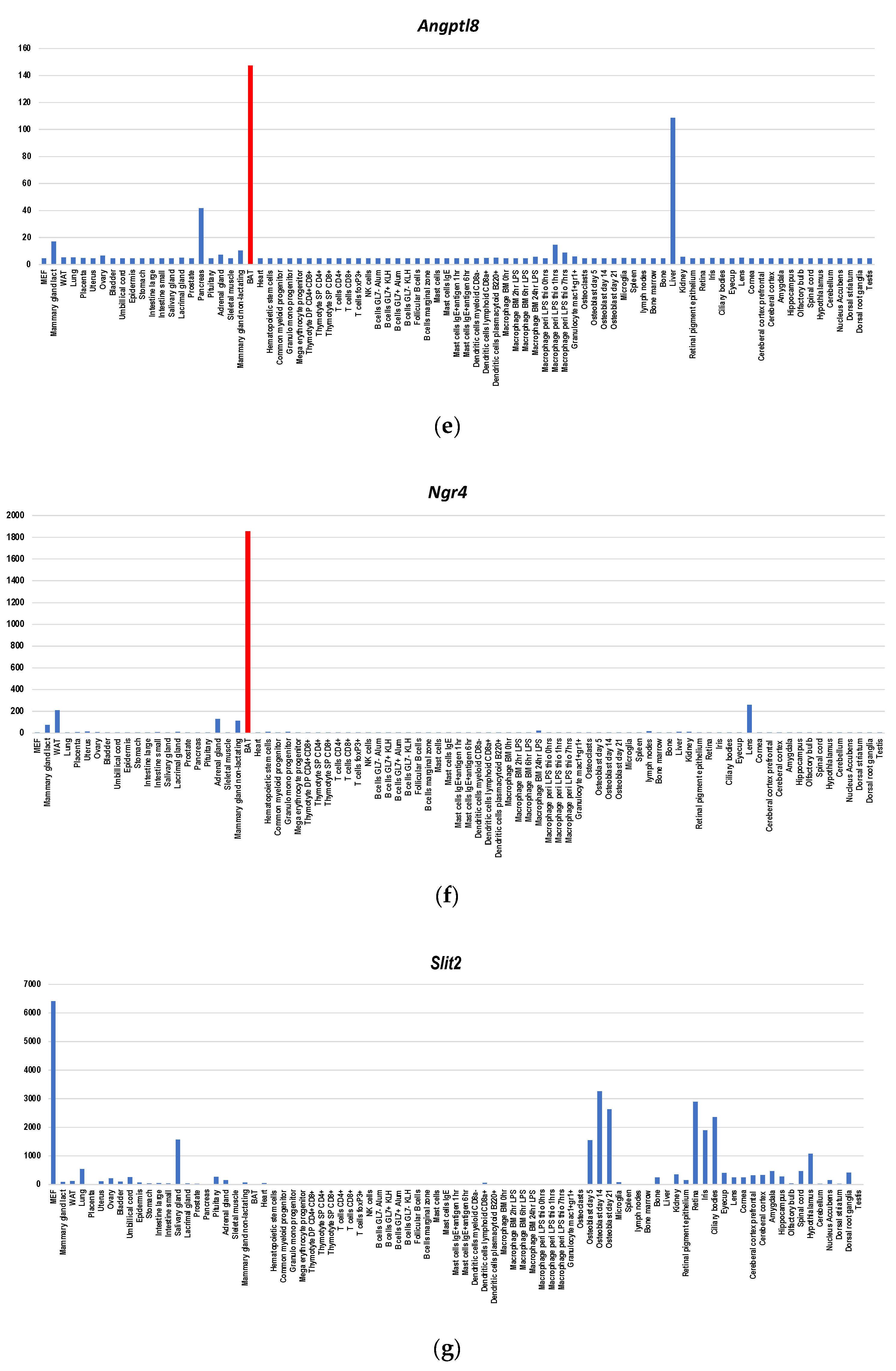 The Remaining Mysteries about Brown Adipose Tissues