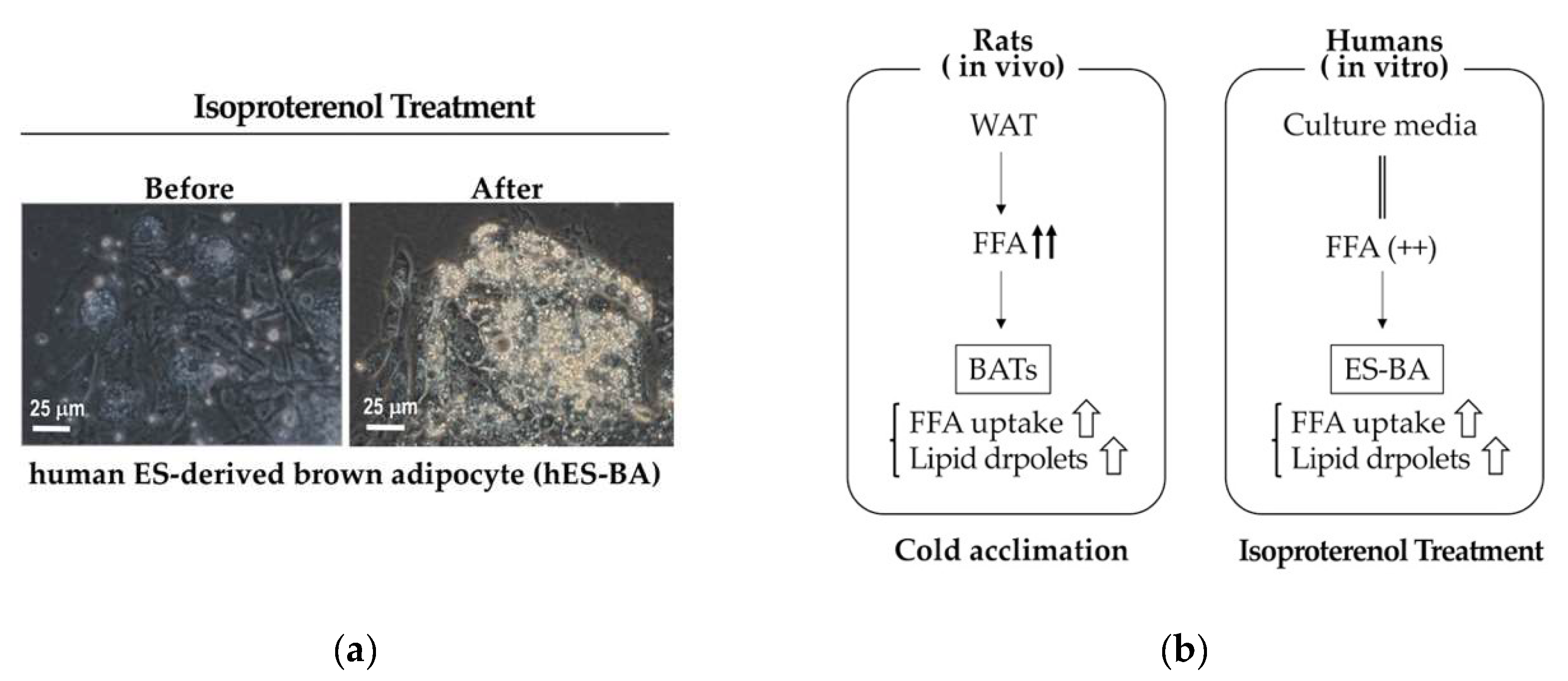 The Remaining Mysteries about Brown Adipose Tissues