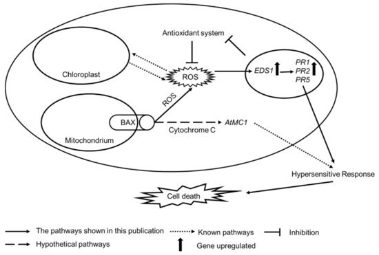 EDS1-Dependent Cell Death and the Antioxidant System in Arabidopsis ...
