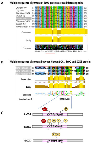 In Silico Identification of SOX1 Post-Translational Modifications ...