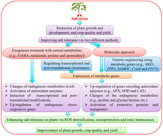 Enhancing Salt Tolerance of Plants: From Metabolic Reprogramming to ...