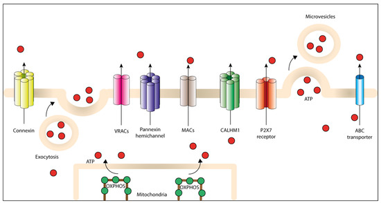 Extracellular ATP: A Feasible Target for Cancer Therapy