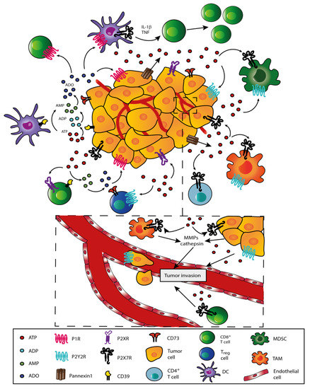 Extracellular ATP: A Feasible Target for Cancer Therapy