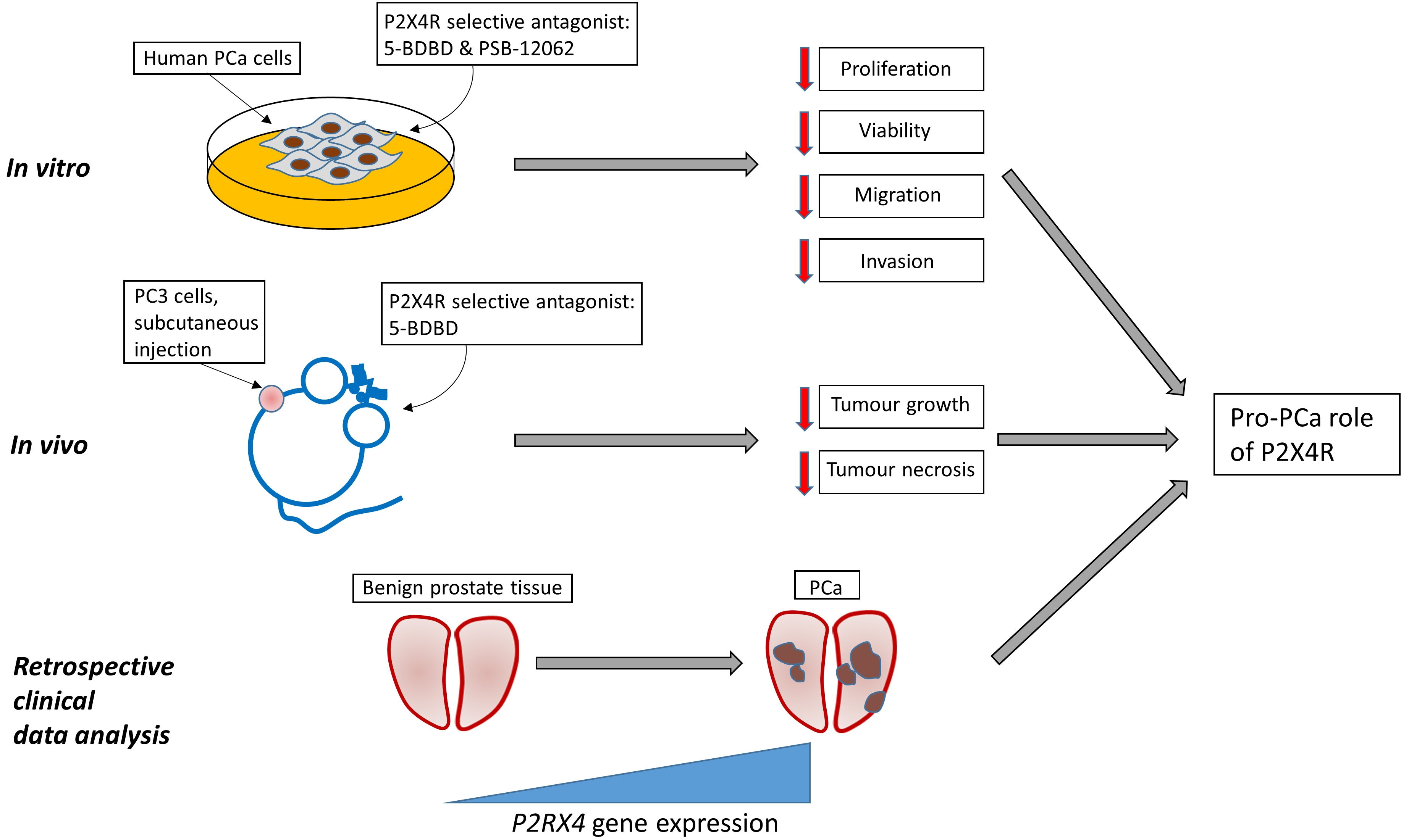 Cells | Free Full-Text | Inhibiting the P2X4 Receptor Suppresses ...