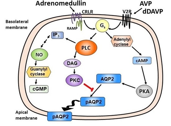 Cells | Free Full-Text | Adrenomedullin Inhibits Osmotic Water ...