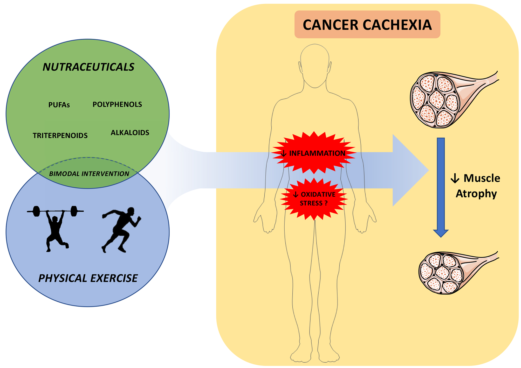 Cells | Free Full-Text | Nutraceuticals and Exercise against Muscle ...