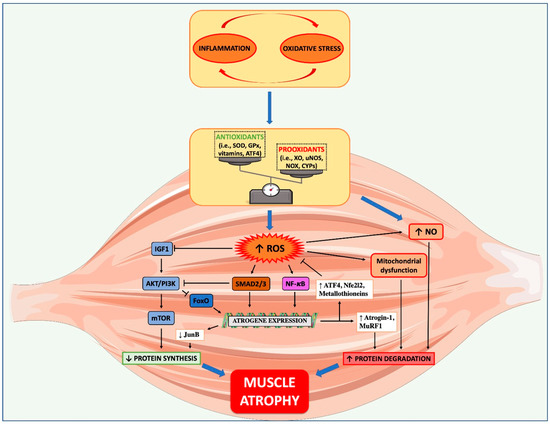 Nutraceuticals and Exercise against Muscle Wasting during Cancer Cachexia