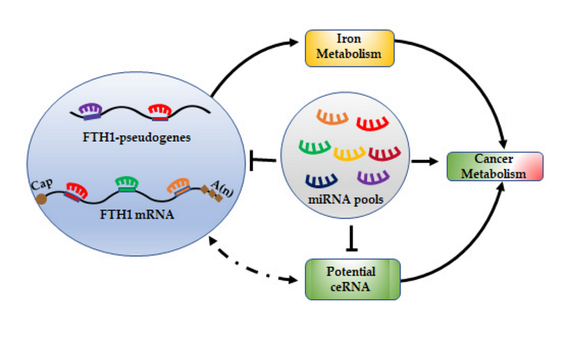 Cells | Free Full-Text | FTH1 Pseudogenes in Cancer and Cell Metabolism