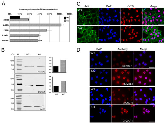 Filamin A Orchestrates Cytoskeletal Structure, Cell Migration and Stem ...