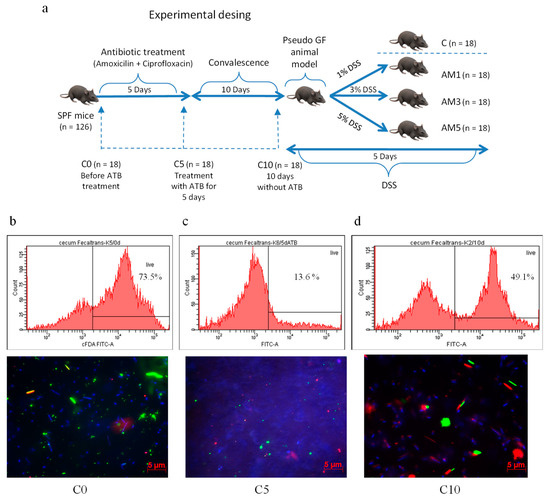 Innovative Animal Model of DSS-Induced Ulcerative Colitis in Pseudo ...