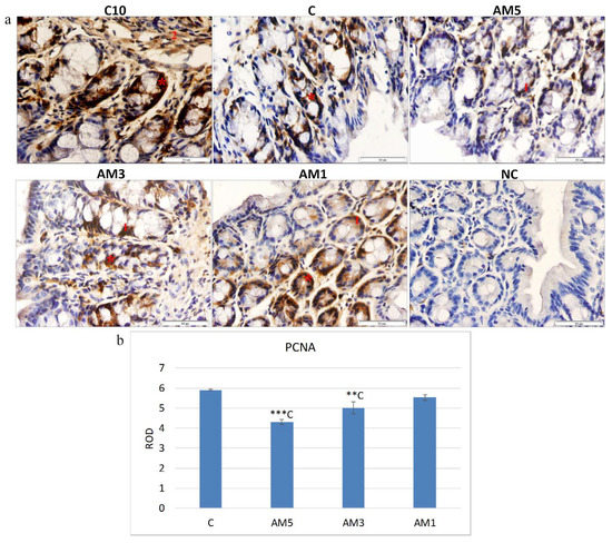 Innovative Animal Model of DSS-Induced Ulcerative Colitis in Pseudo ...