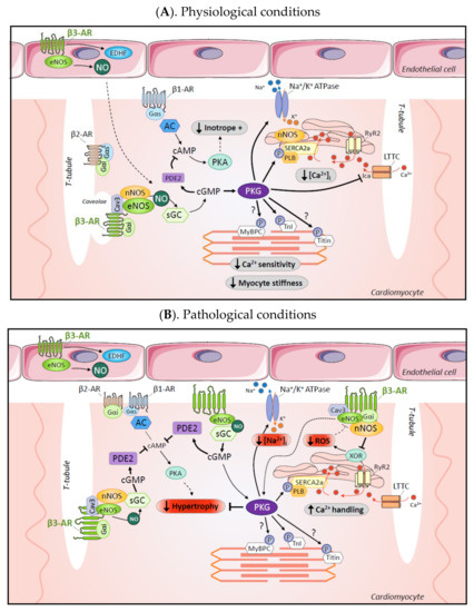 The Beta3 Adrenergic Receptor in Healthy and Pathological ...