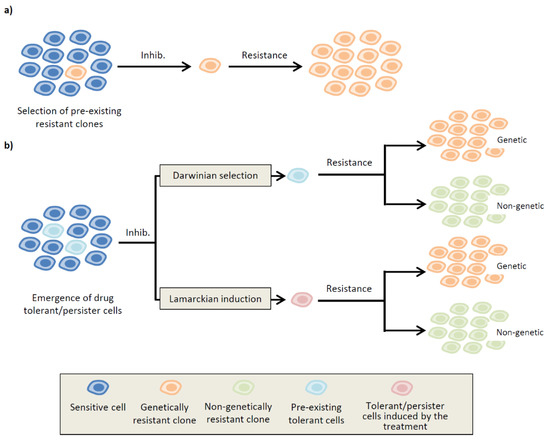 Tolerant/Persister Cancer Cells and the Path to Resistance to Targeted ...