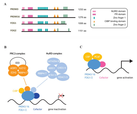Emerging Roles of PRDM Factors in Stem Cells and Neuronal System ...