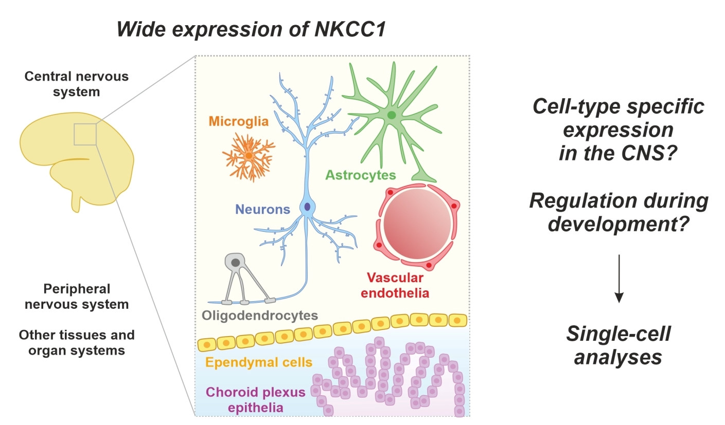Cells | Free Full-Text | NKCC1, an Elusive Molecular Target in Brain ...