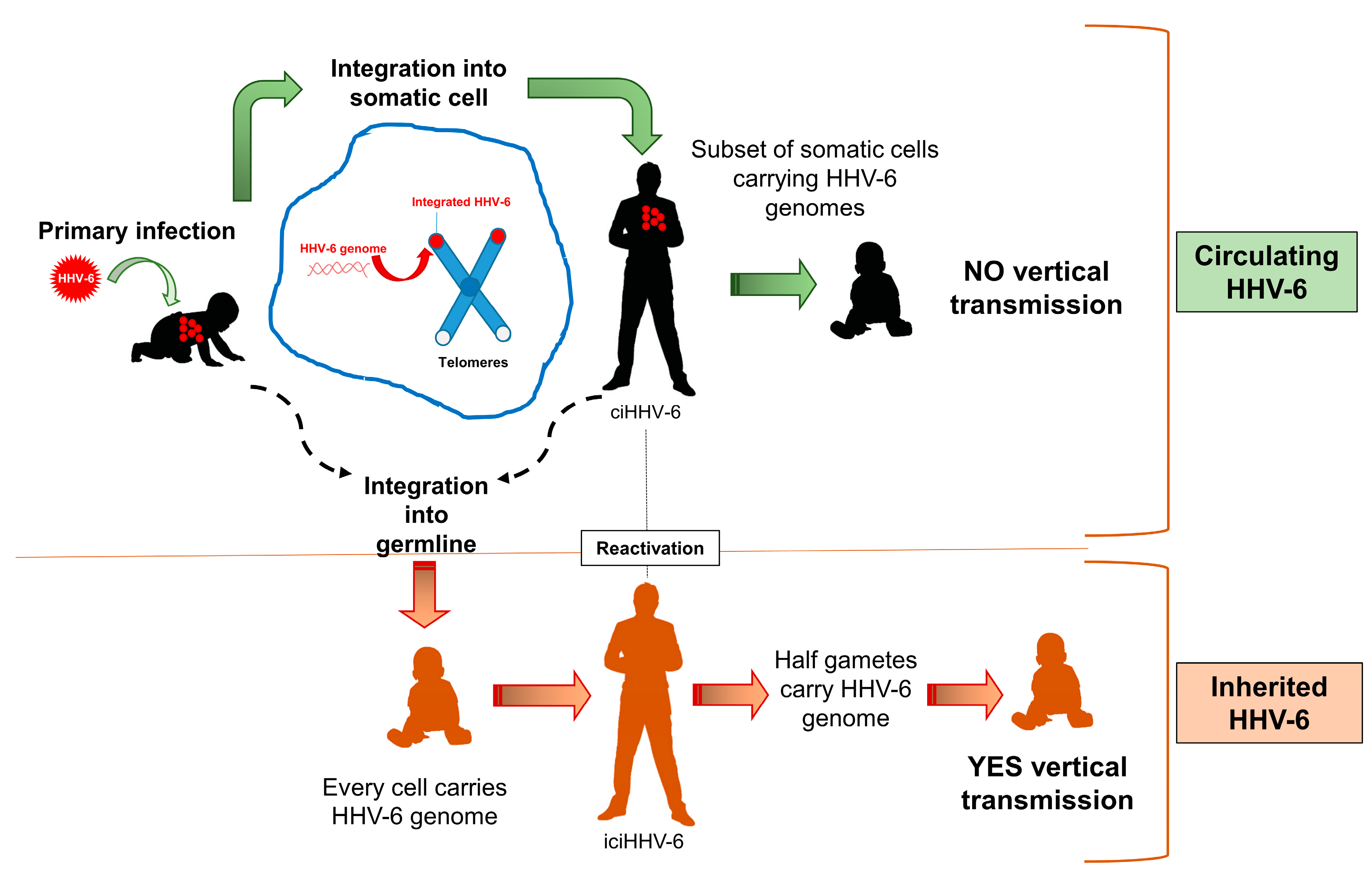 Current Understanding Of Human Herpesvirus (HHV-6), 60% OFF