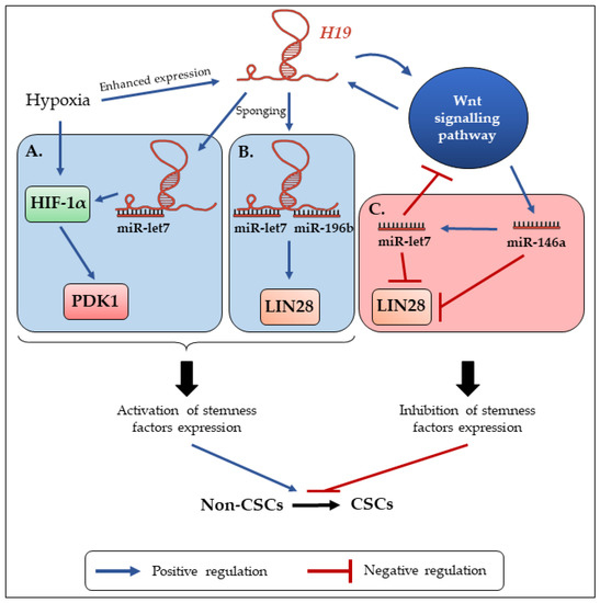 Propagation and Maintenance of Cancer Stem Cells: A Major Influence of ...