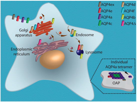 Insights into Cell Surface Expression, Supramolecular Organization, and ...