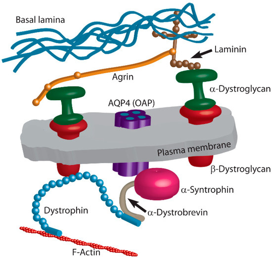 Insights into Cell Surface Expression, Supramolecular Organization, and ...